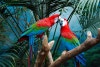 앵무새예약분양 홍금강앵무새홍금강앵무 Green Winged Macaw Ara Chloropterus 네이버 블로그